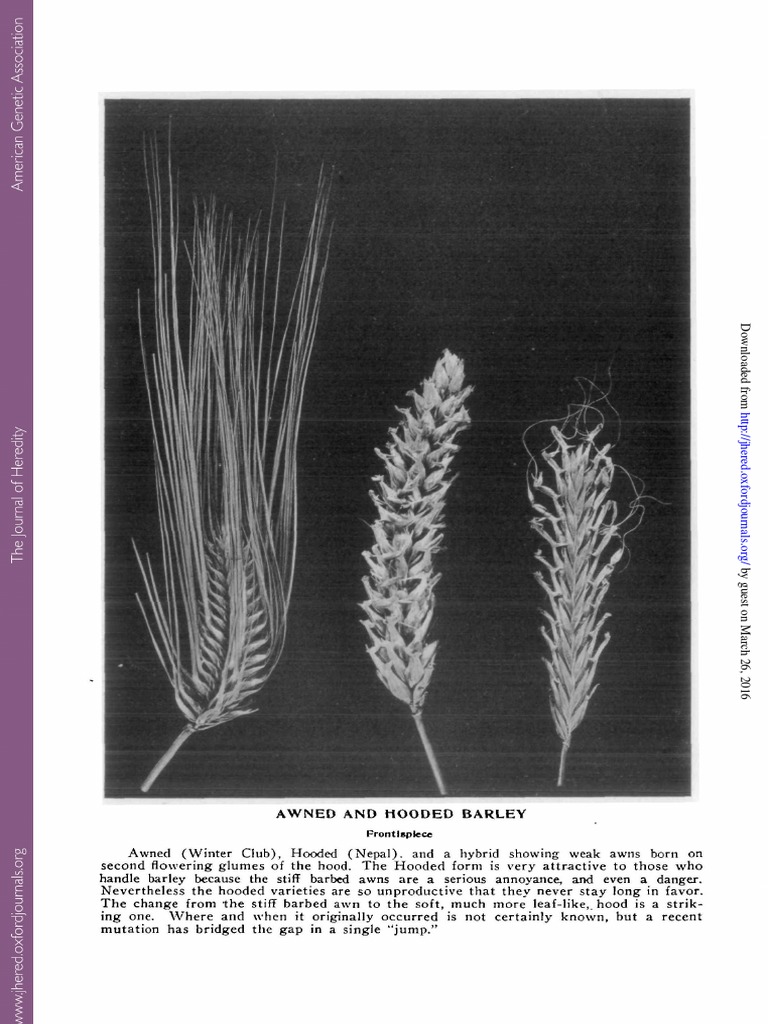 The Origin of Hooded Barley | PDF | Flowers | Barley