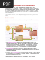 QUIMIOTROFOS | PDF | Sustancias químicas | Biología