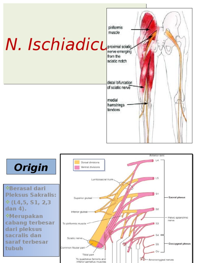 N Ischiadicus | PDF
