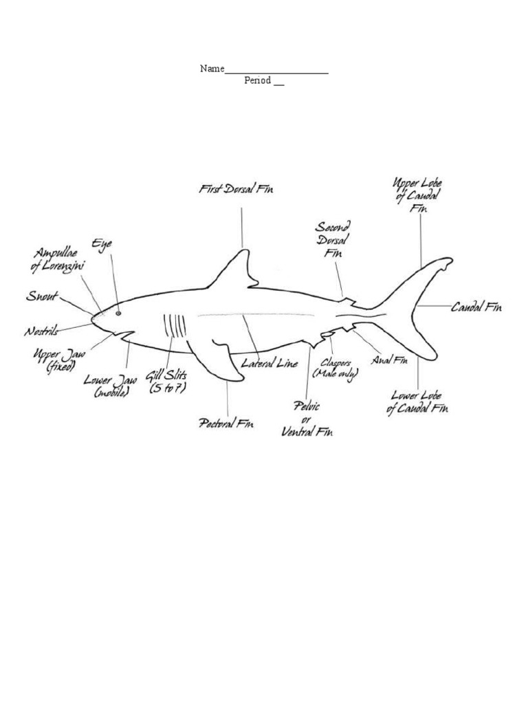 Shark Dichotomous Key | Vertebrates | Aquatic Vertebrates