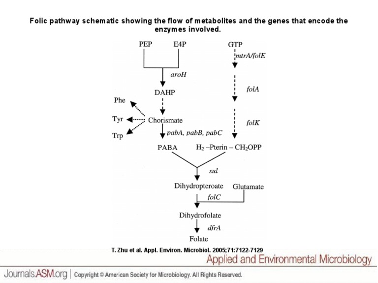 Folic Pathway Schematic Showing The Flow of Metabolites and The Genes ...