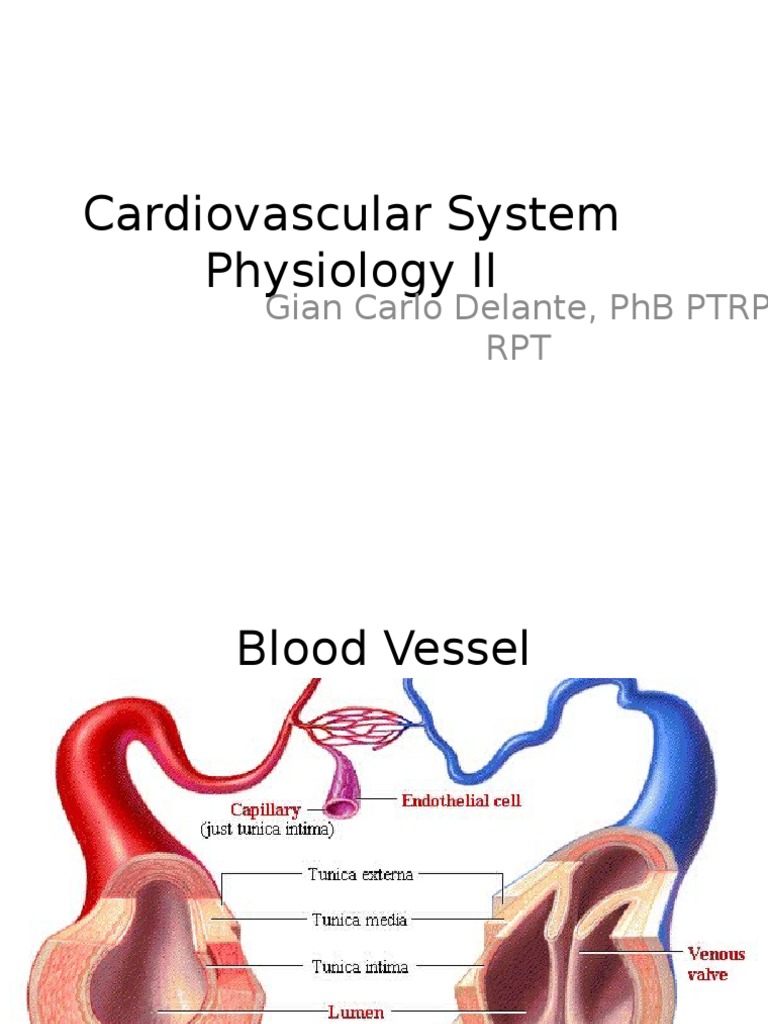 05 Cardiovascular System Physiology Part2 | PDF | Blood Vessel | Lymph