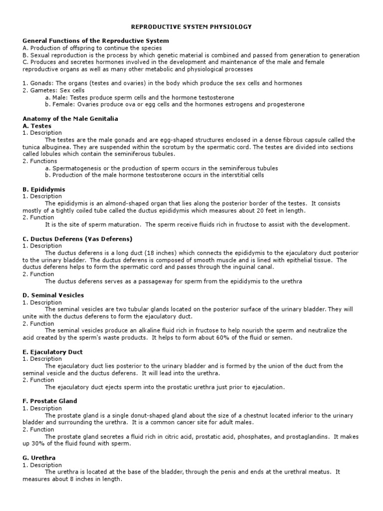 Reproductive System Physiology Notes | PDF | Vagina | Testicle