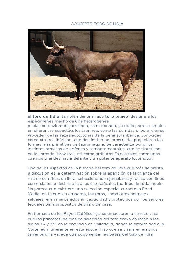 Historia y Características del Toro de Lidia | PDF | Vacas | Ganado
