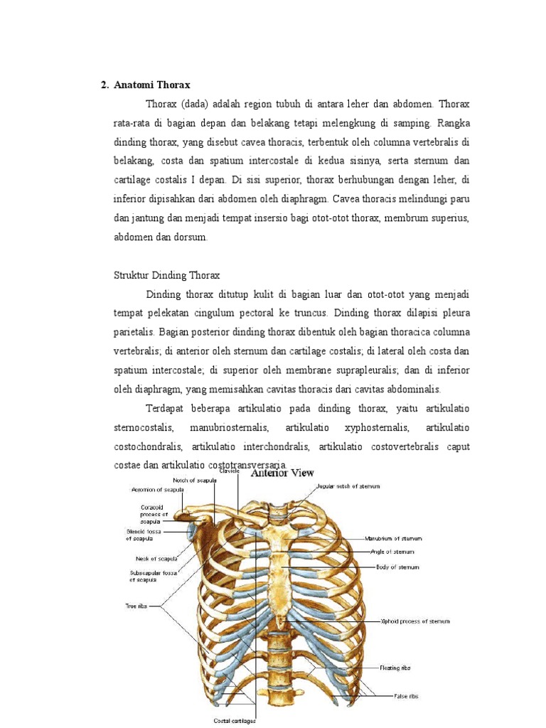 Anatomi Thorax | PDF