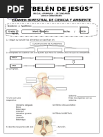 Examen de Ciencia 4to Grado | PDF | Sistema digestivo humano | Neurociencia