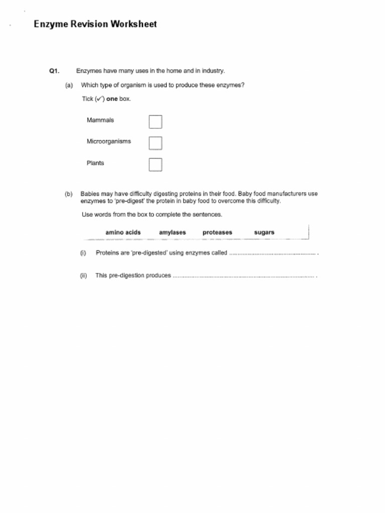 Enzyme Study Guide Worksheet | PDF