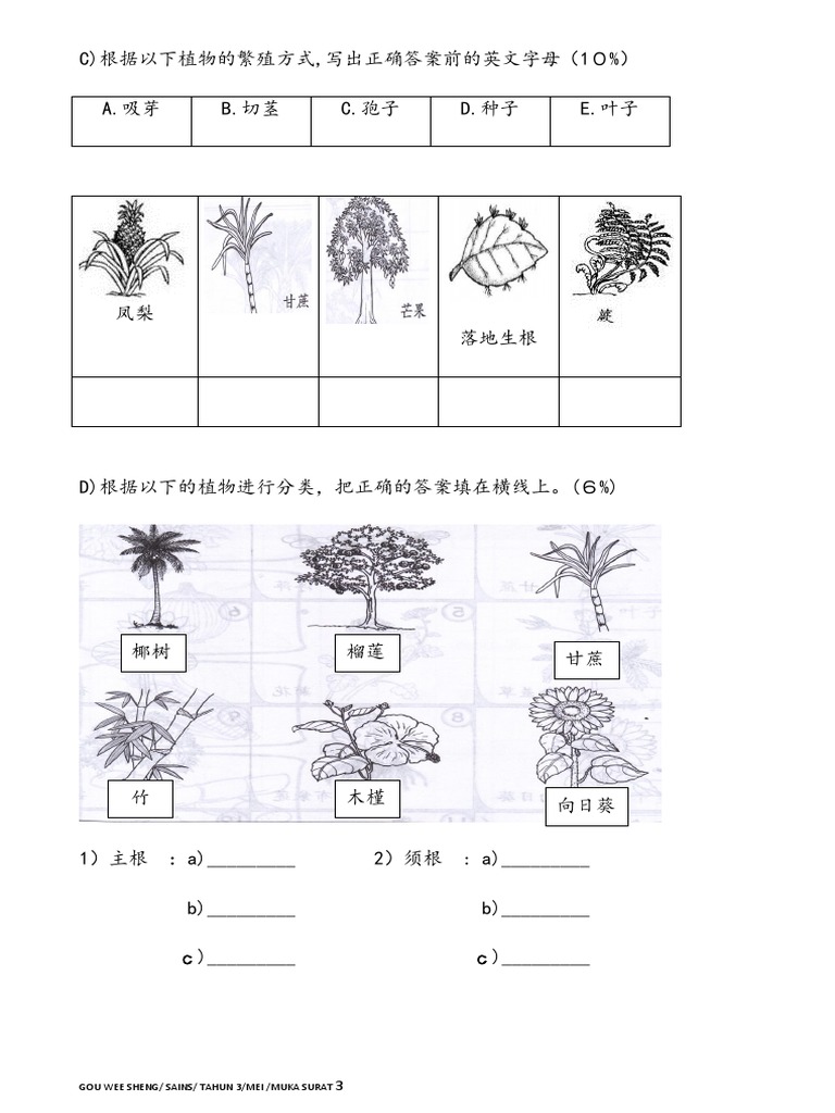 SJKC STD 3 Science - Plants | PDF