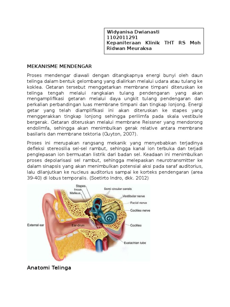 Mekanisme Mendengar | PDF