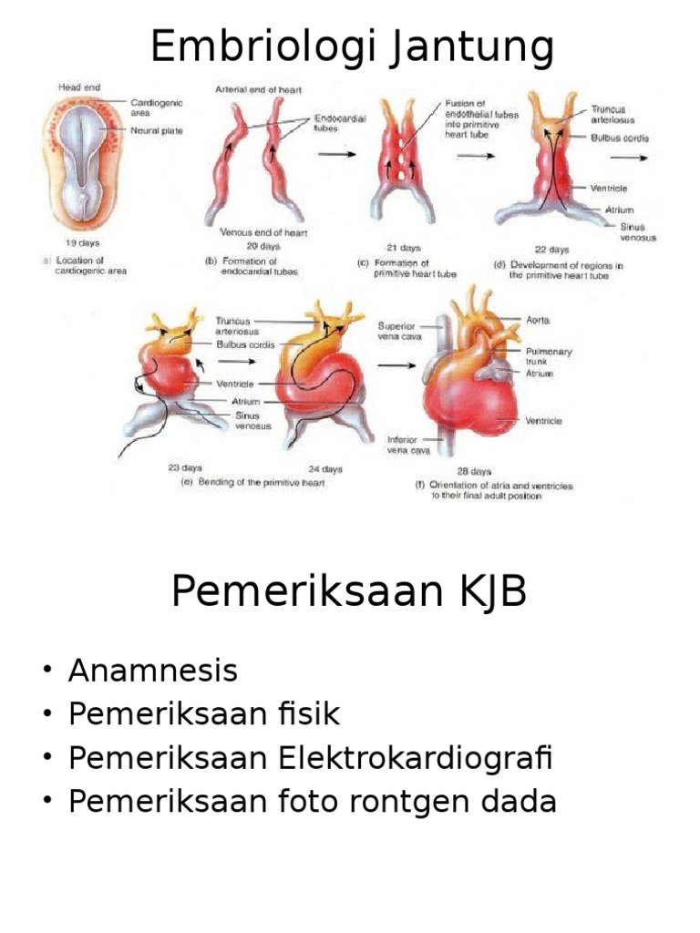 Embriologi Jantung | PDF | Pengembangan Diri