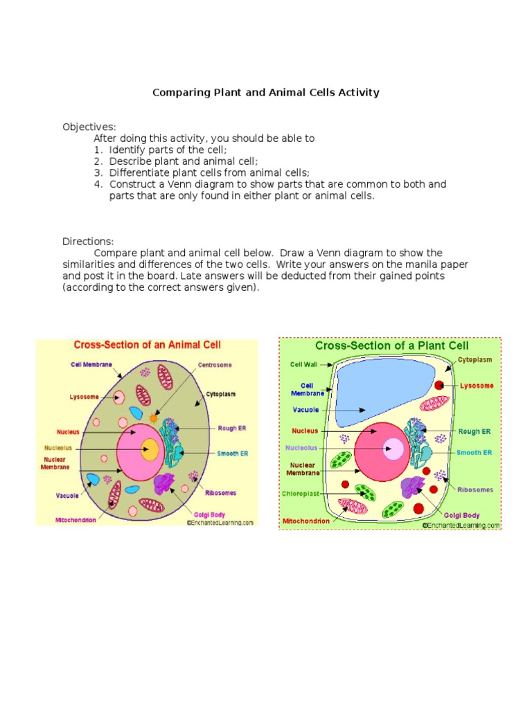 Comparing Plant and Animal Cells Activity | PDF | Science & Mathematics