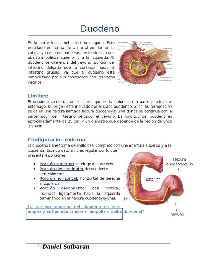 Anatomia Del Duodeno (ESP) | Intestino delgado | Hígado