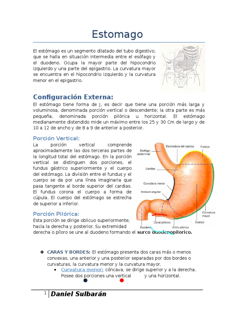 Estomago | Estómago | Abdomen