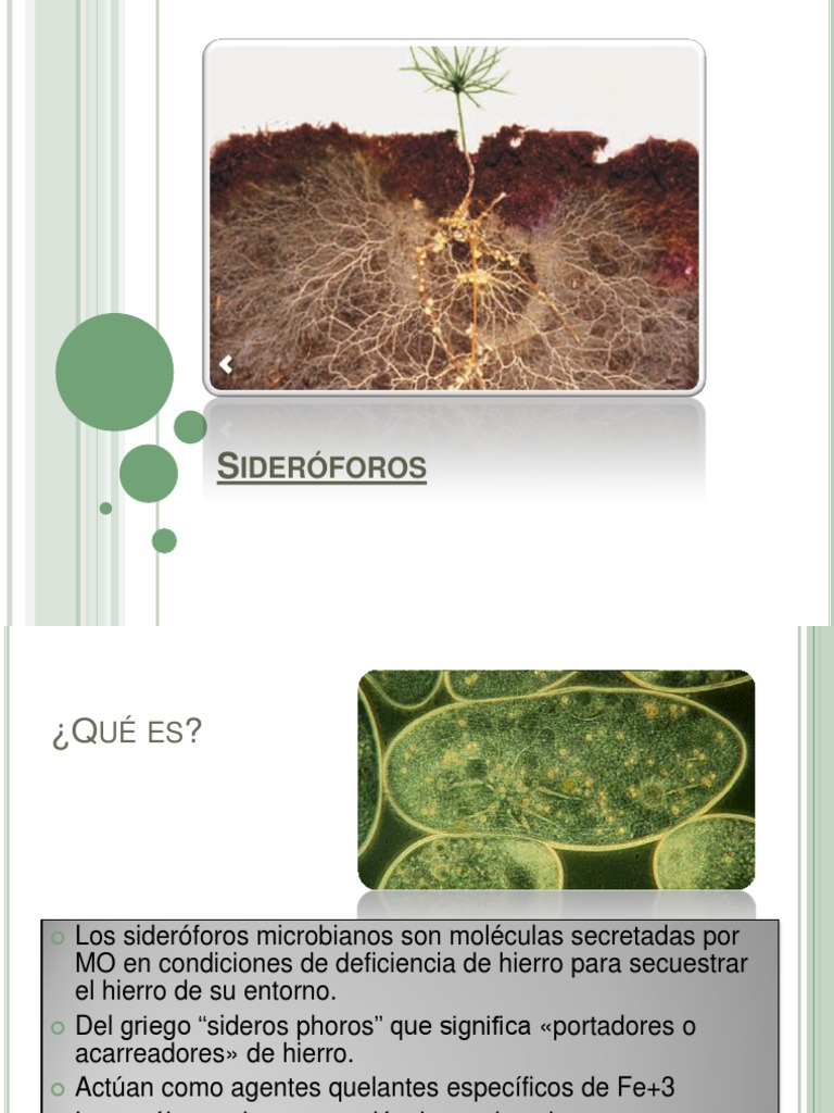 Sideróforos: Quelantes de Hierro Microbianos | PDF | Hierro | Bioquímica