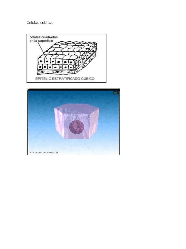 Celulas Cubicas | PDF