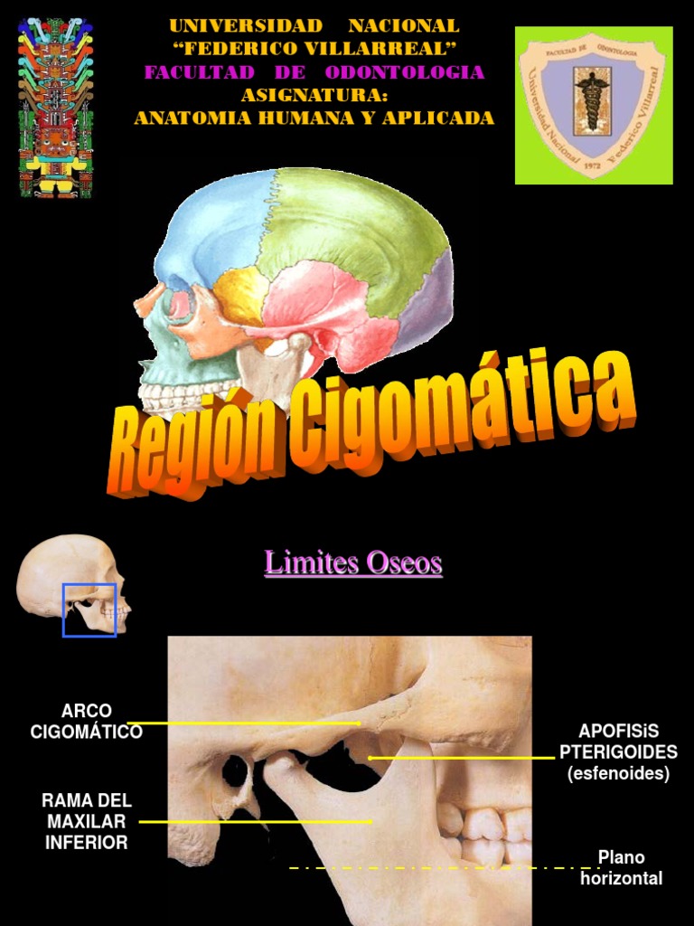Region Cigomatica | PDF