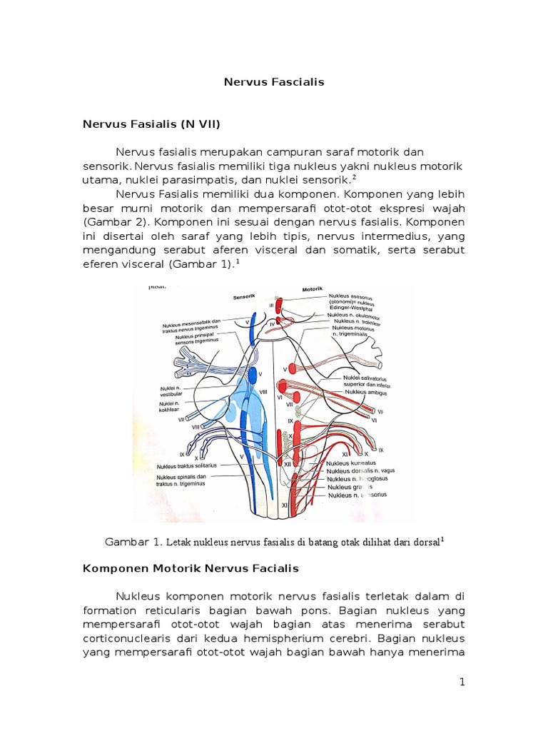 Neuro Anatomi Nervus VII | PDF