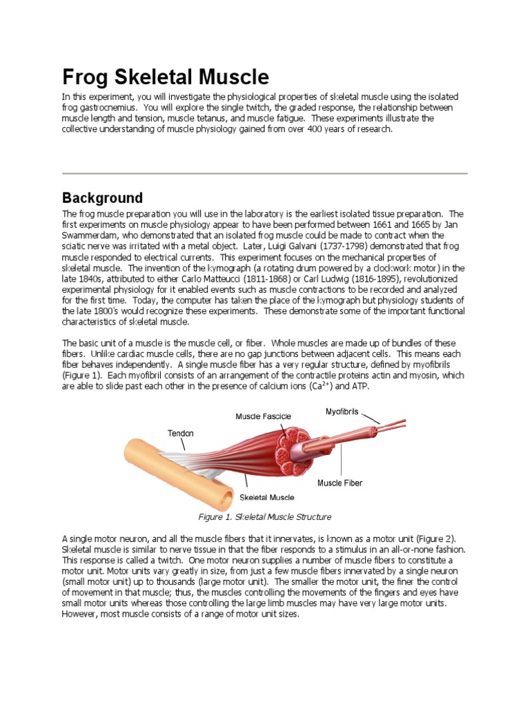 Physiological Science Lab: Frog Skeletal Muscle | PDF | Motor Neuron ...