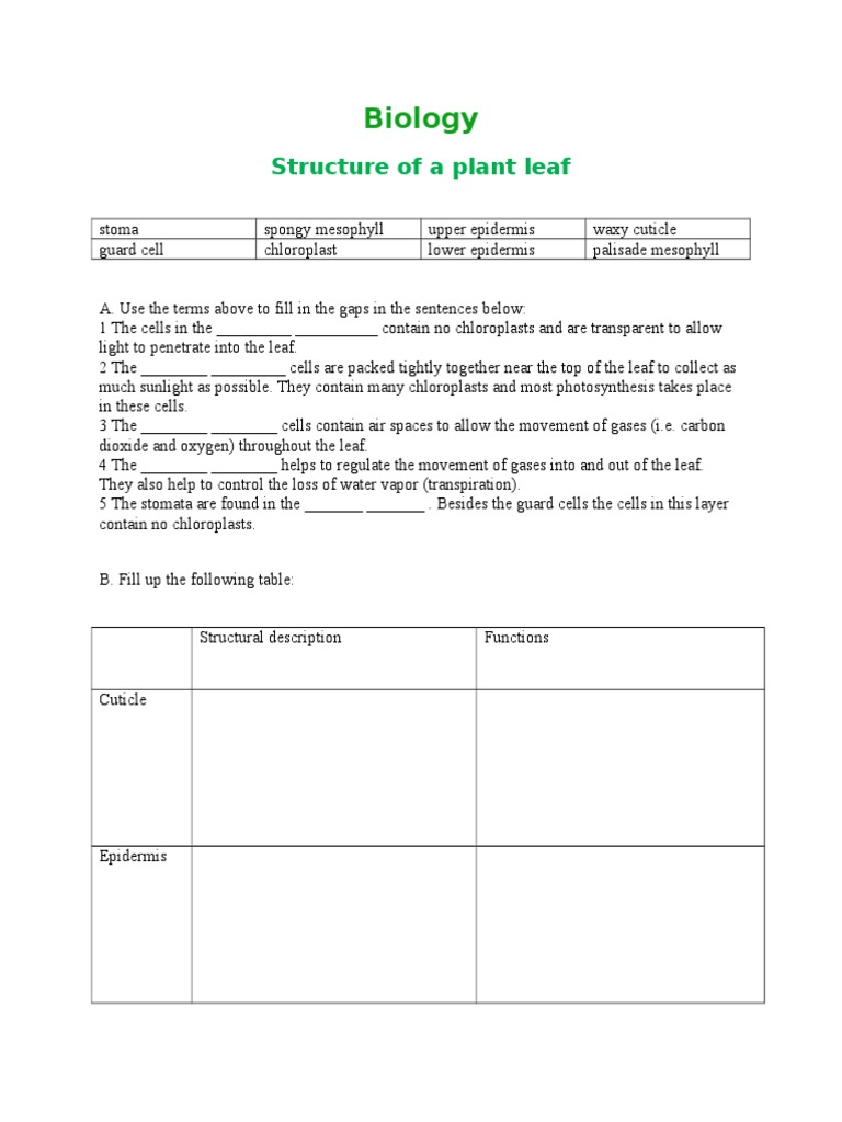 Plant Leaf Structure and Functions | PDF