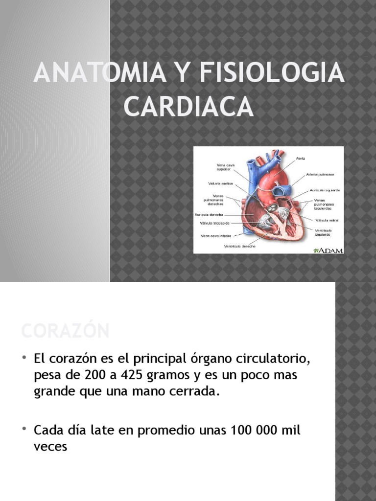 1. Anatomia y Fisiologia Cardiaca | Corazón | Fisiología Cardiovascular