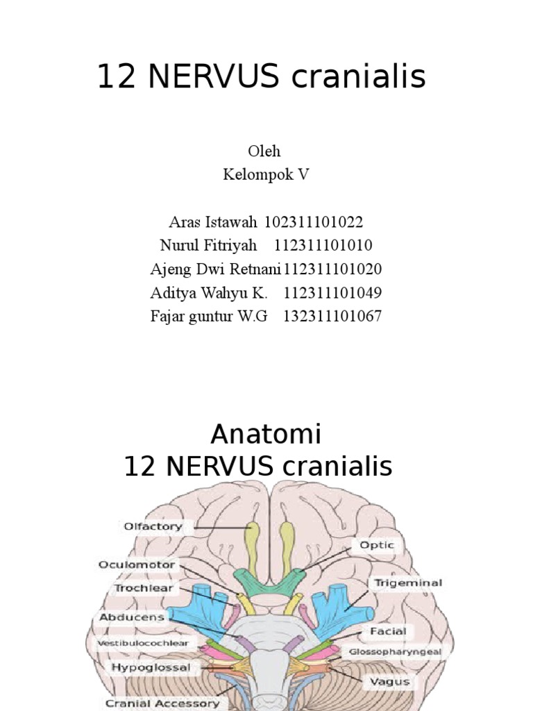 12 NERVUS Cranialis | PDF