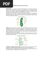 Reino Fungi | PDF | Hongo | Plantas