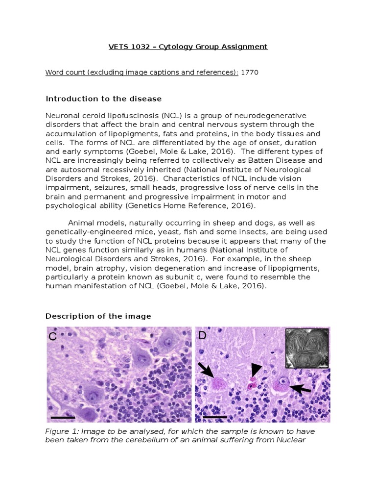 Neuronal Ceroid Lipofuscinosis | Cell Nucleus | Lysosome