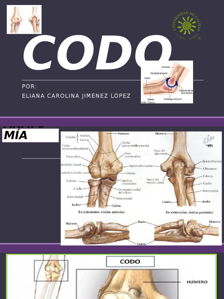 CODO | PDF | Codo | Sistema musculoesquelético