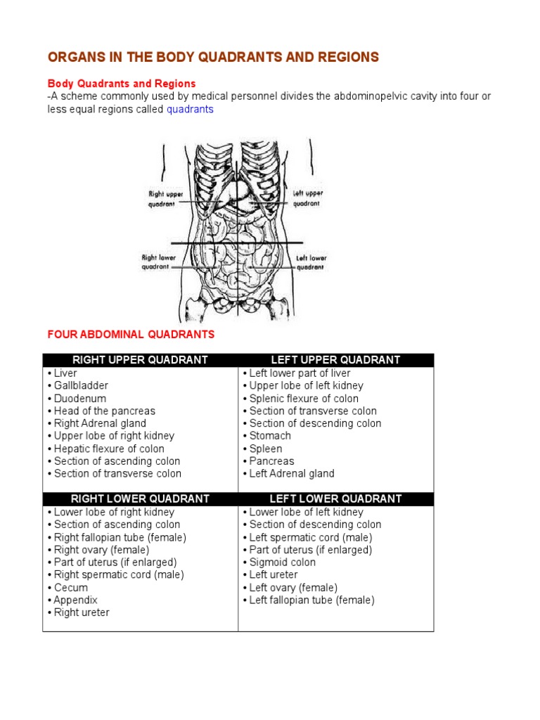Organs in The Body Quadrants and Regions | PDF