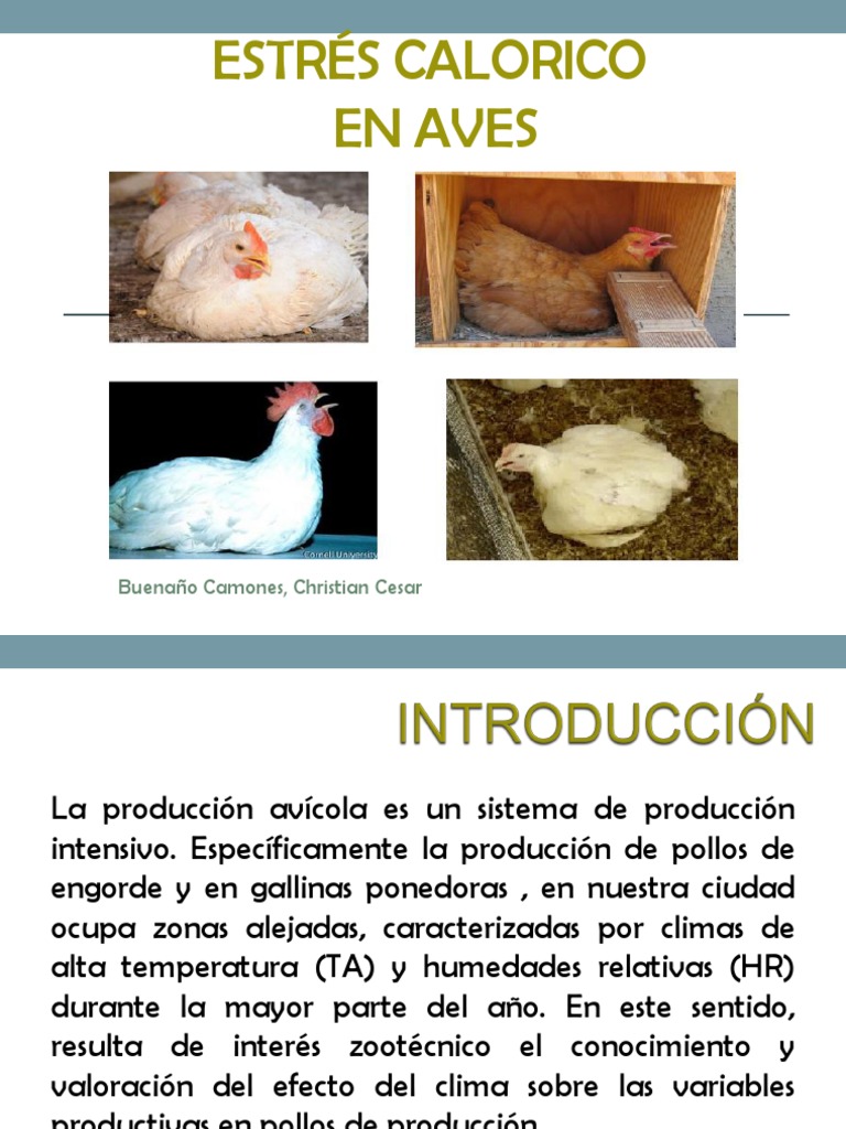 Estrés Calórico en Aves: Impacto y Soluciones | PDF | Calor | Aves