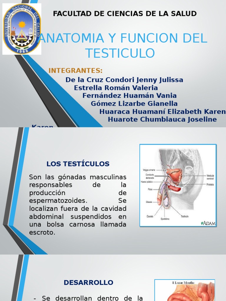 Anatomía y Función Del Testiculo | PDF | Testículo | Anatomía