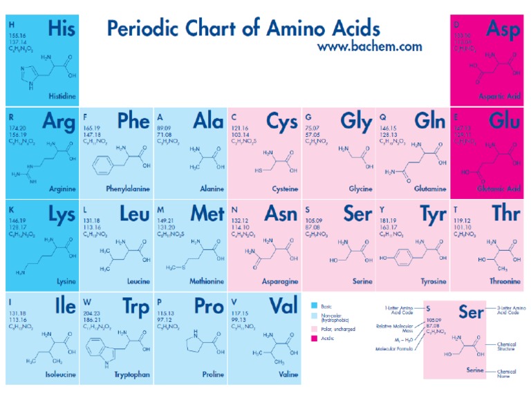 Amino Acid Chart (Bachem) | PDF