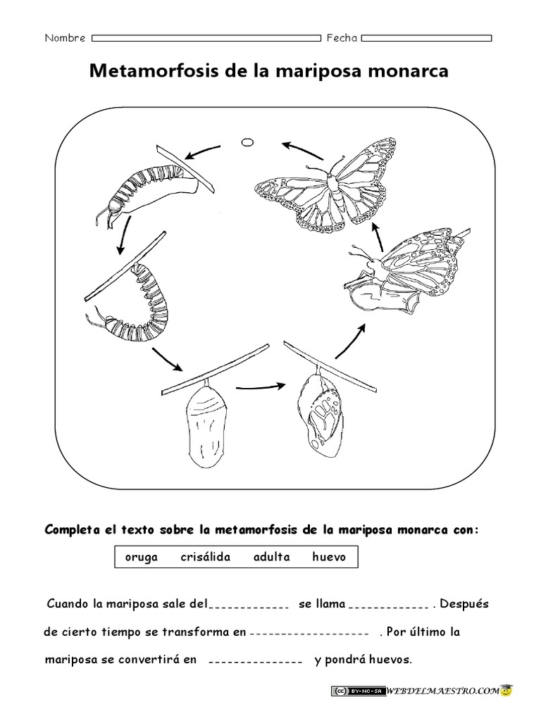 Ciclo de Vida de La Mariposa PDF | PDF