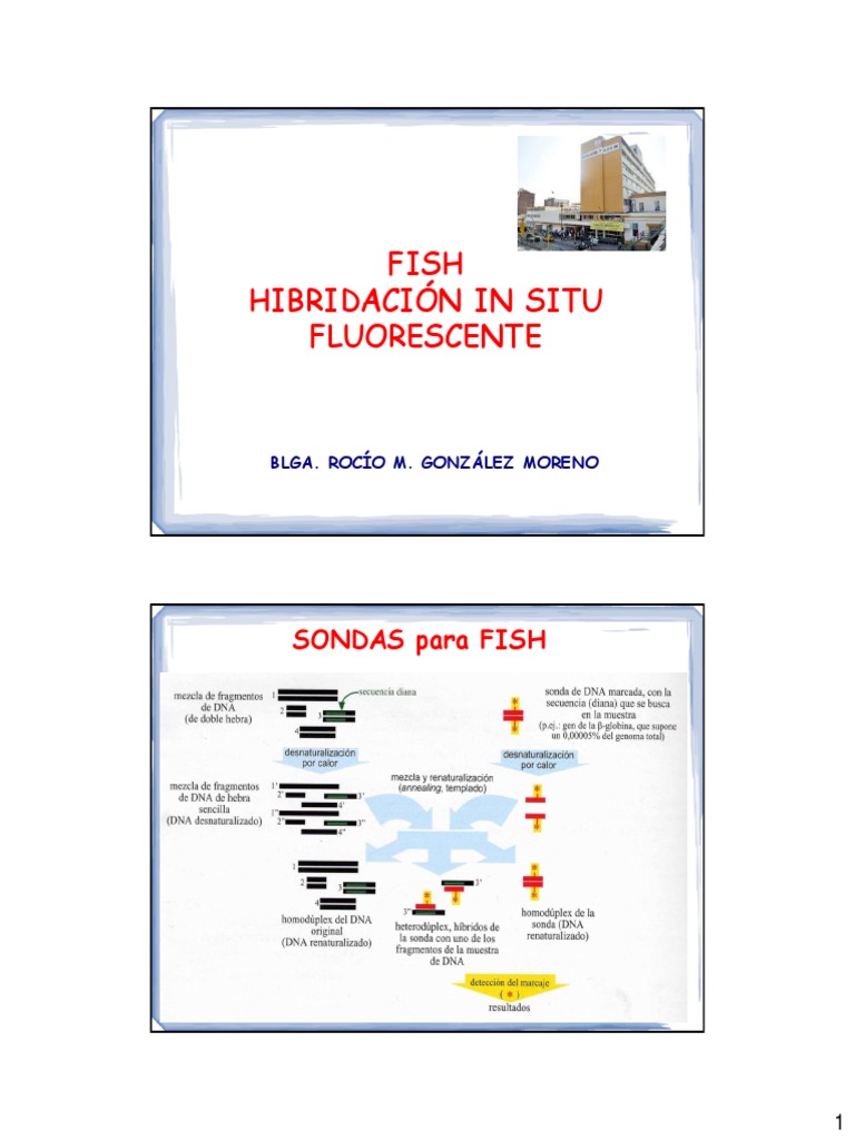 Fish | Hibridación in situ fluorescente | Hibridación in situ