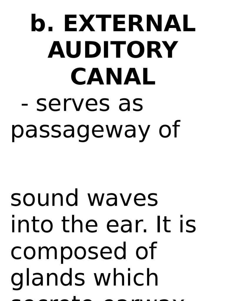 B. External Auditory Canal: - Serves As Passageway of | PDF | Art