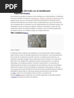 Tipos de líquenes y su morfología | PDF | Ecología | Ecología de sistemas
