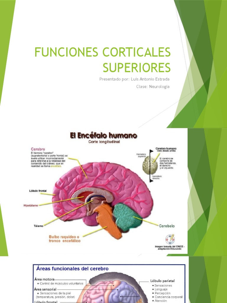 Funciones Corticales Superiores | PDF | Afasia | Memoria