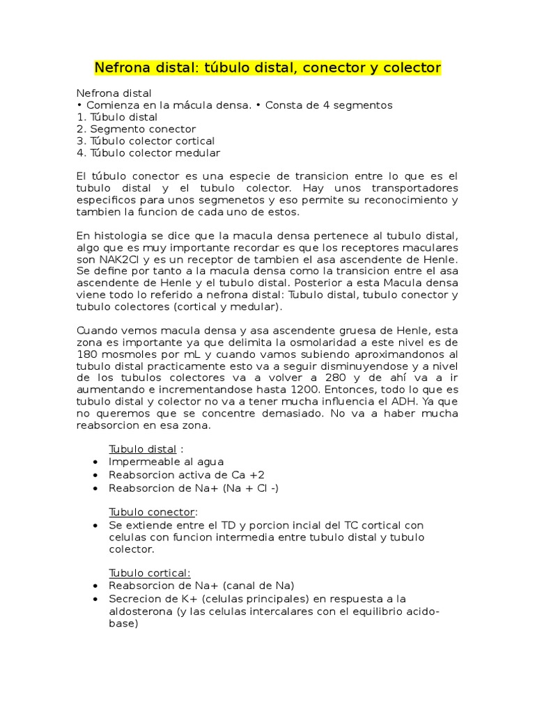 Nefrona distal: túbulo, conector y colector | PDF | Riñón | Química