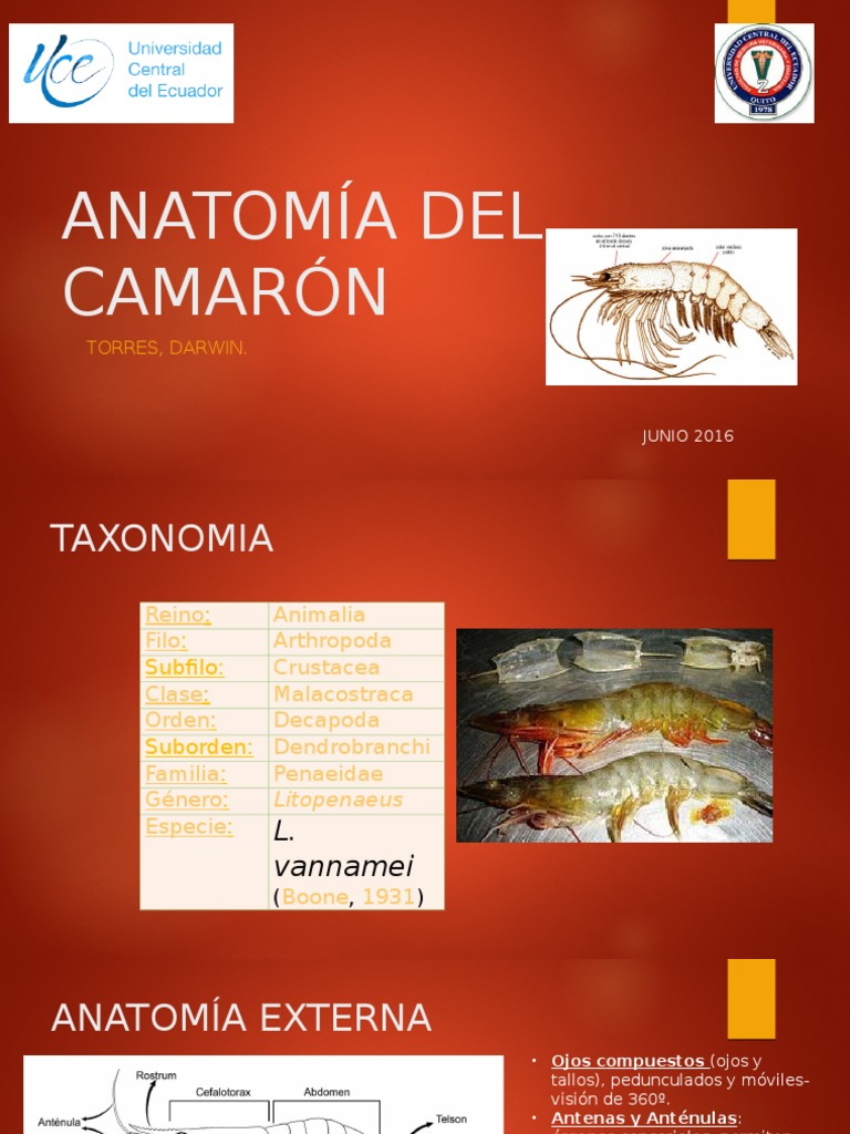 Anatomía del Camarón: Estructuras y Sistemas | PDF | Abdomen | Sistema ...