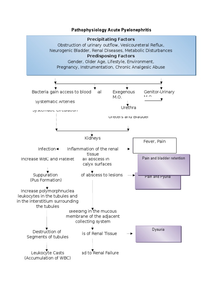 Pathophysiology Acute Pyelonephritis | PDF