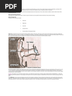 Grade 12 Life Science The Ear PDF | PDF | Ear | Hearing