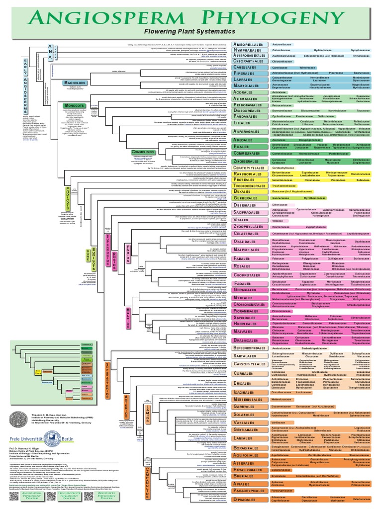 Angiosperm Phylogeny APG IV 2016