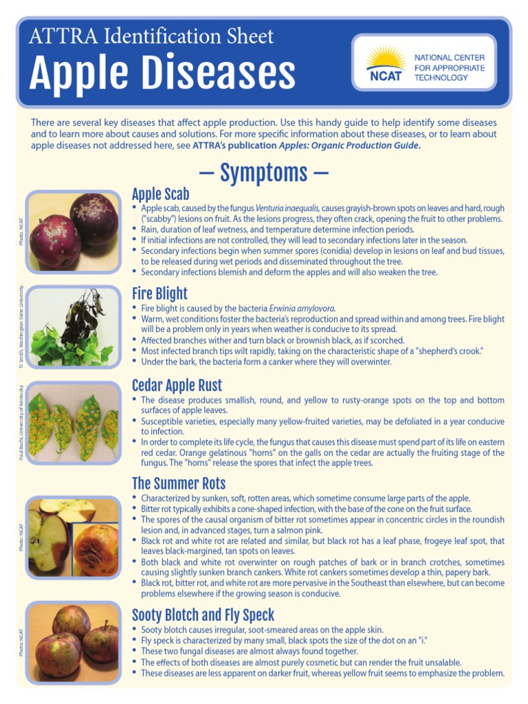 Apple Diseases Diagnostic Key | PDF | Plants | Botany