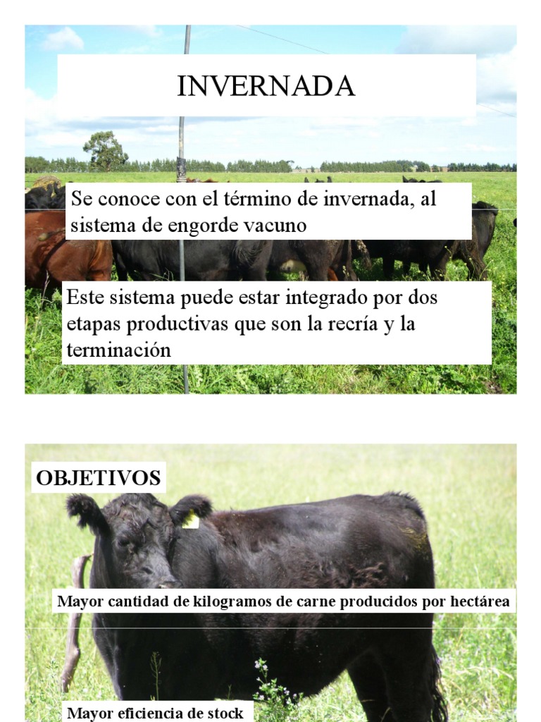 Invernada | PDF | Vacas | Carne