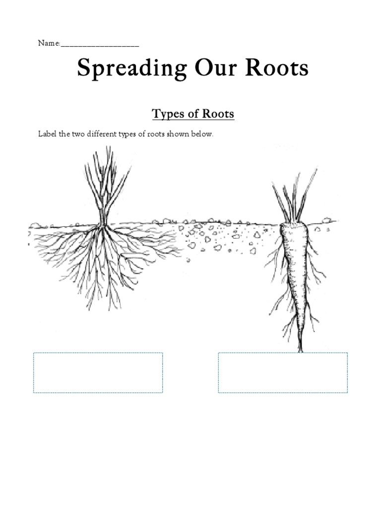 spreading our roots worksheet | Root | Taste