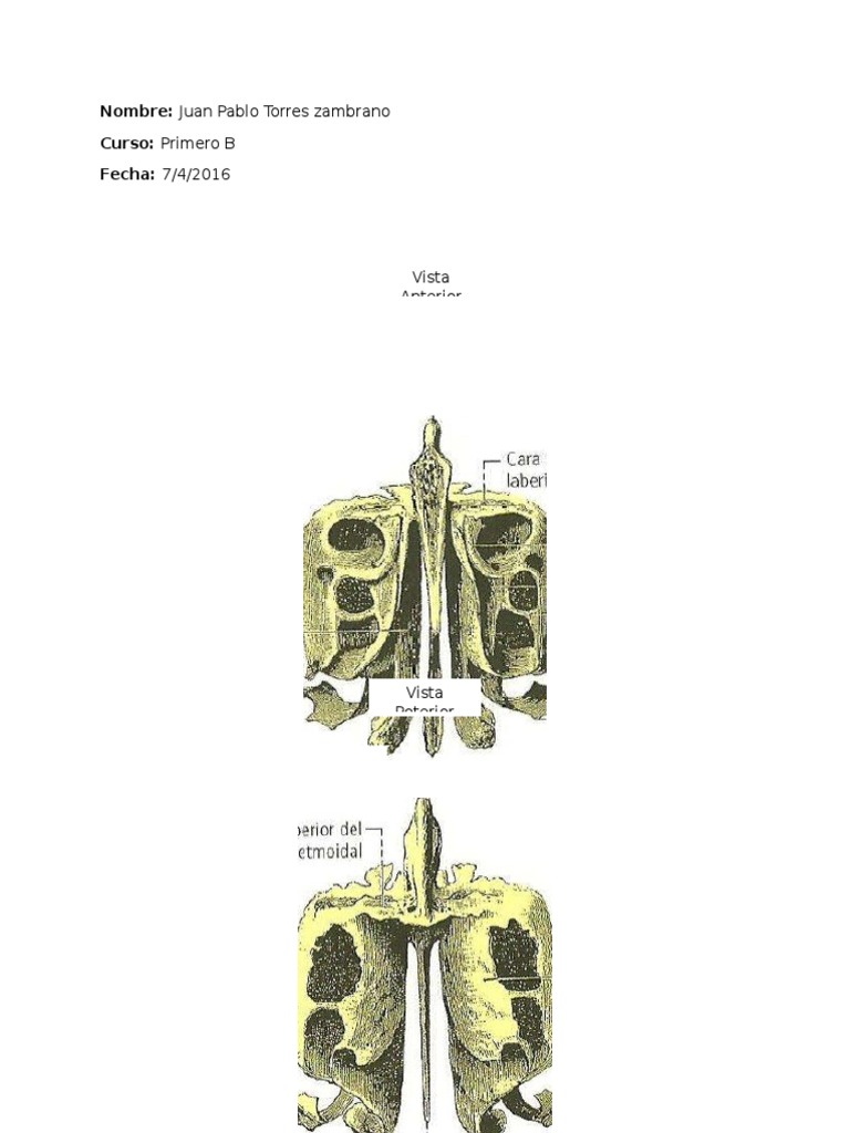 Hueso Etmoides | PDF