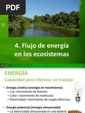 Hoja De Trabajo Sobre El Flujo De Energía En Los Ecosistemas