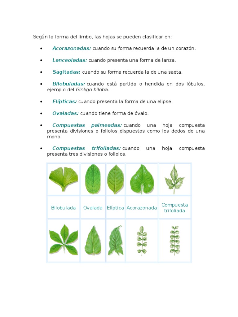 Clasificación de Hojas por Limbo | PDF | Hogar, jardinería y bricolaje