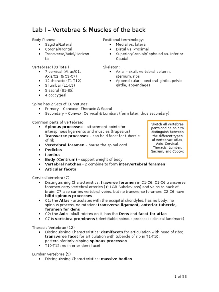 Anatomy Midterm Study Guide | PDF | Vertebra | Heart Valve
