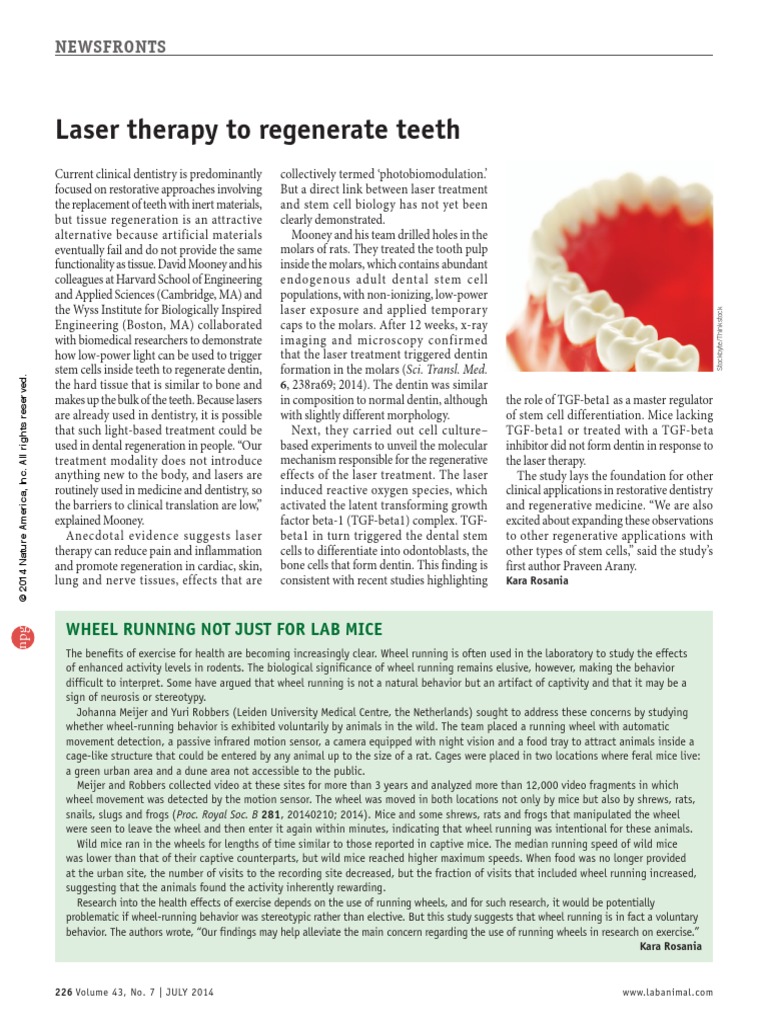 Laser Therapy To Regenerate Teeth | PDF | Regeneration (Biology) | Tooth